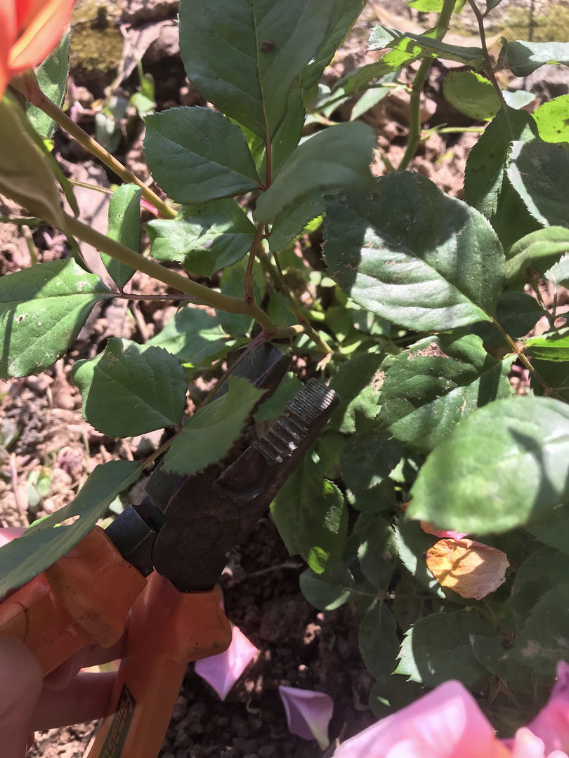 Rosa Hybrida Care | How to Grow Hybrid Tea Roses [5 Tips] | homify