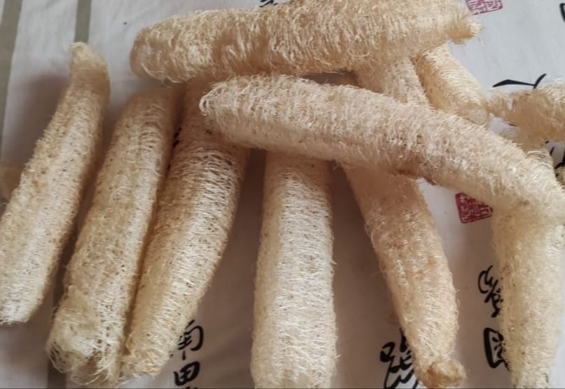 Comment Cultiver des Courgettes pour en Faire des Éponges - Planter ...