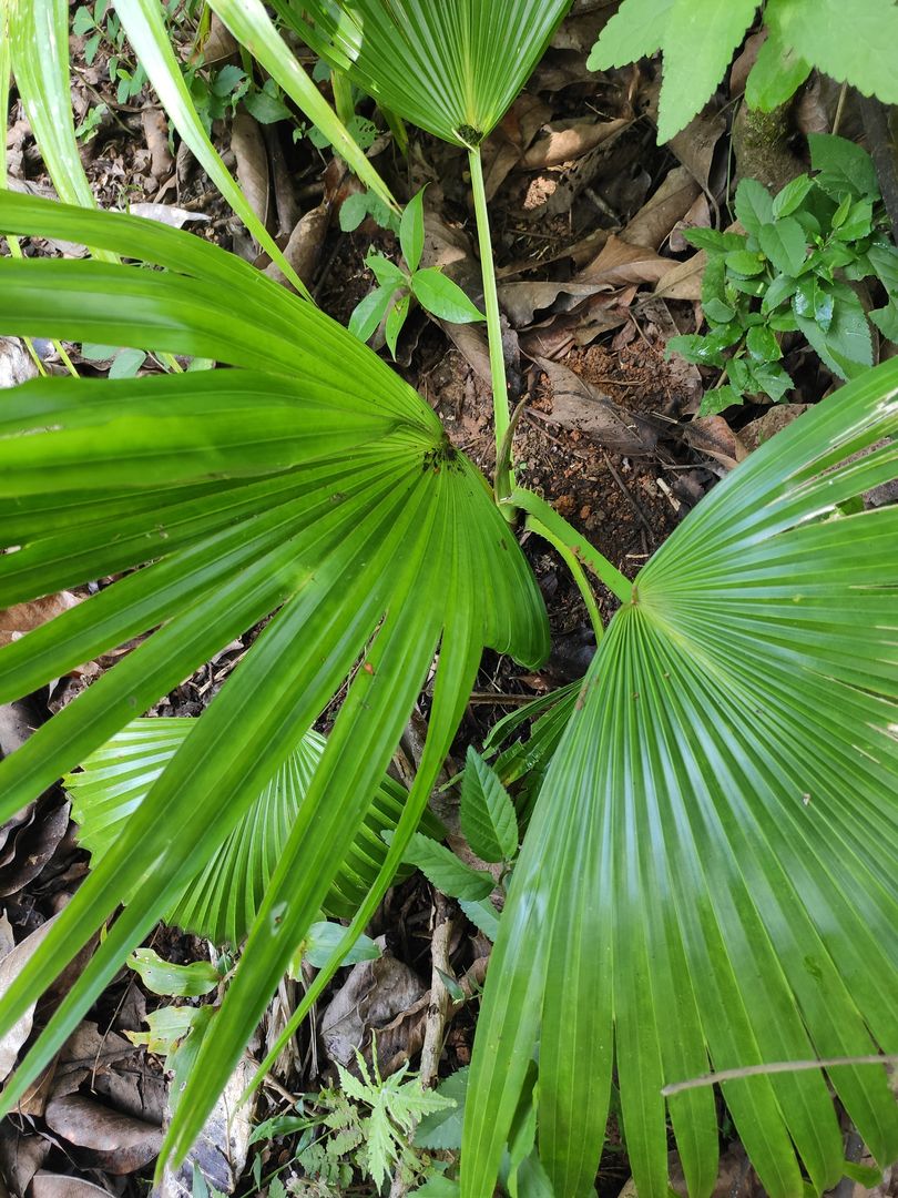 Palmeira Leque DIY – 7 Dicas para Saber Como Cuidar de Palmeira Leque ...