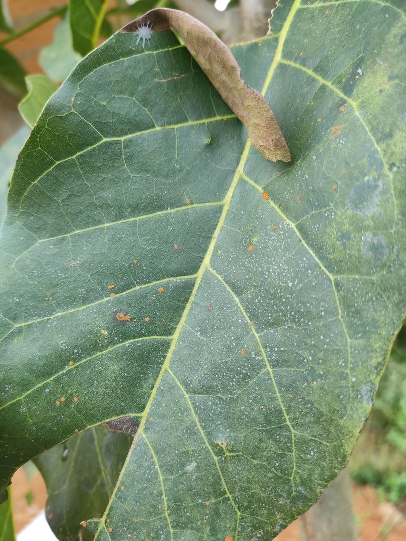 Imperdibles Tips De Cuidado Para Tu Tabeuia Rosea | homify