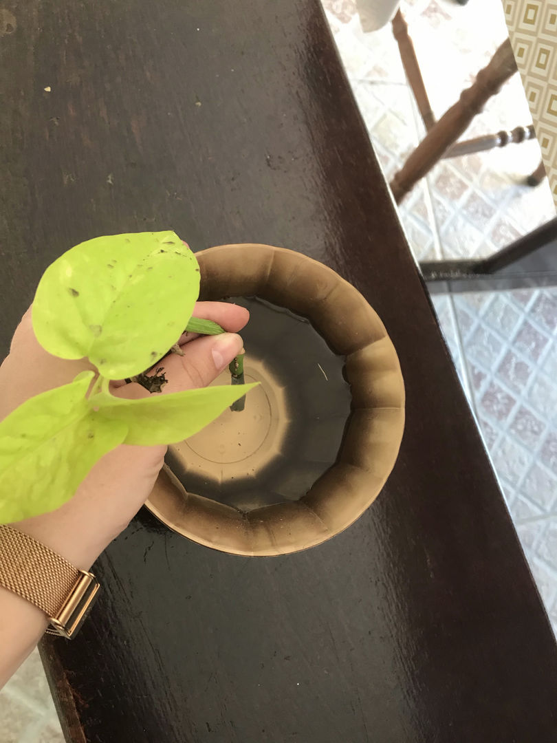 6 Surprisingly Easy Caring Tips for Your Money Plant Vines (Epipremnum ...