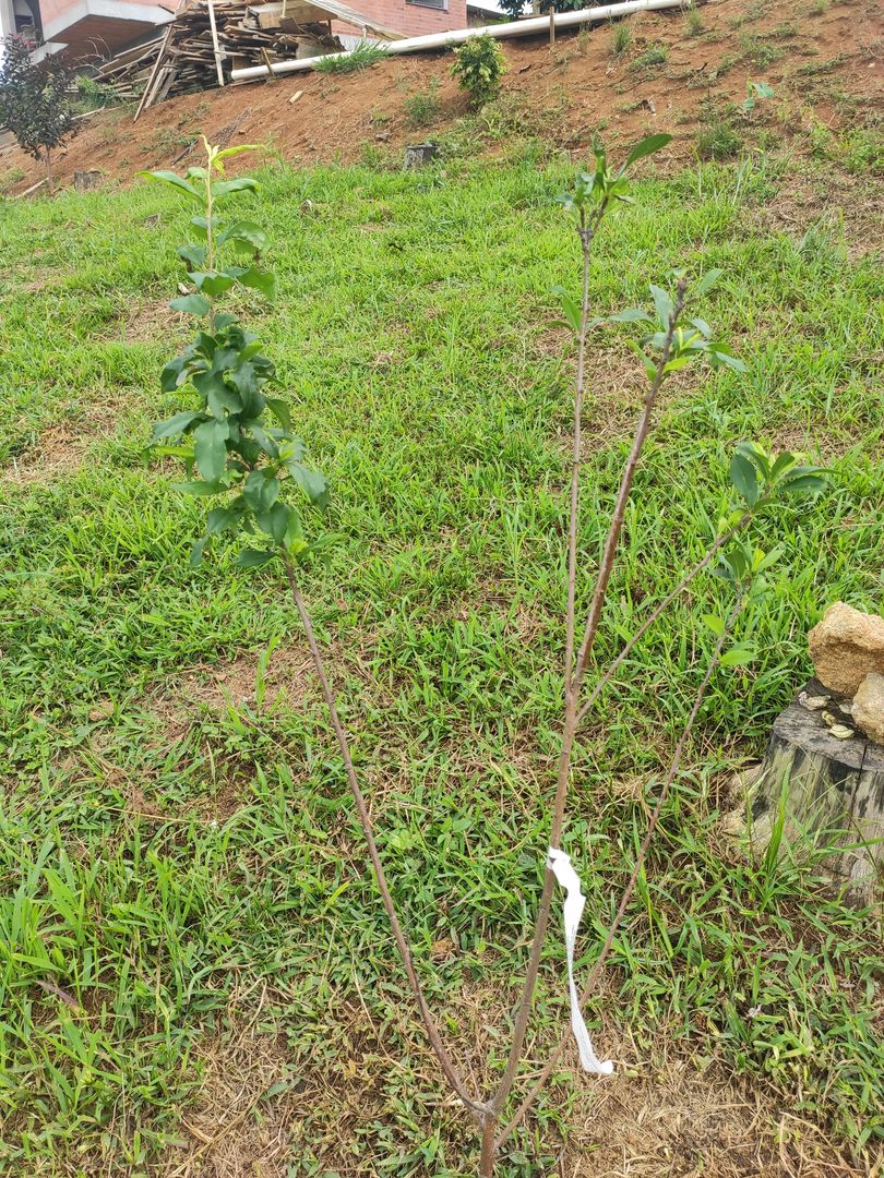 10 Conseils pour la Culture d'un Prunier et Comment Tailler un Prunier ...