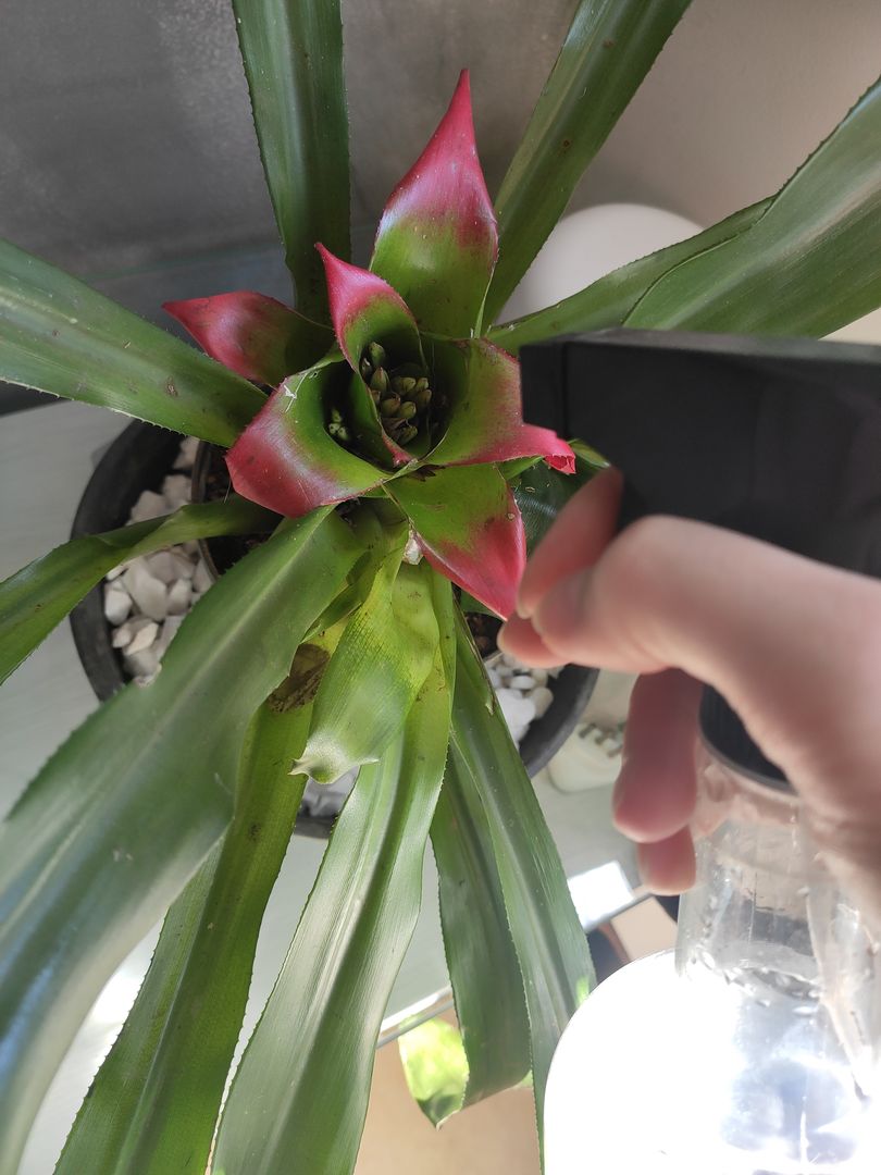 10 Consejos para Principiantes: Cómo Cuidar la Bromelia | homify
