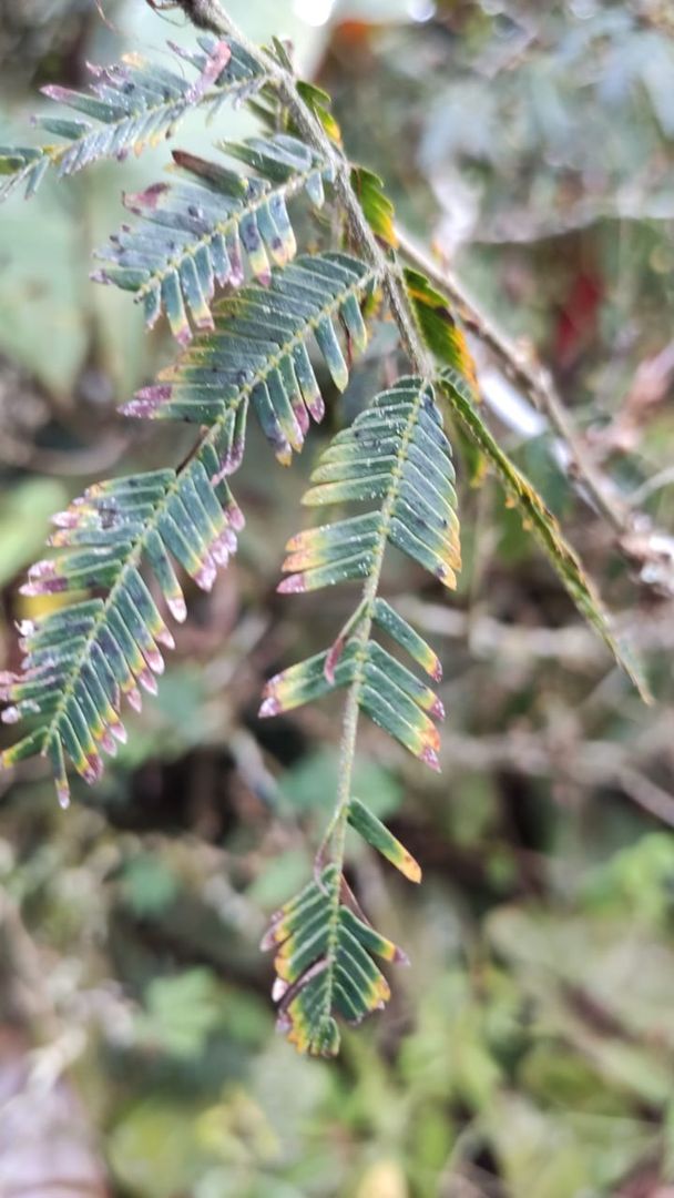7 Pasos Para Crecer una Hermosa Calliandra en Casain | homify