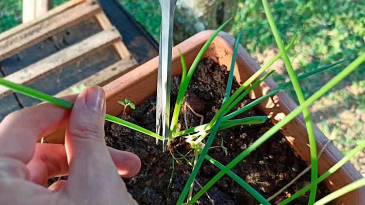 Cómo Cultivar Cebollín (Allium Schoenoprasum) en Macetas | homify