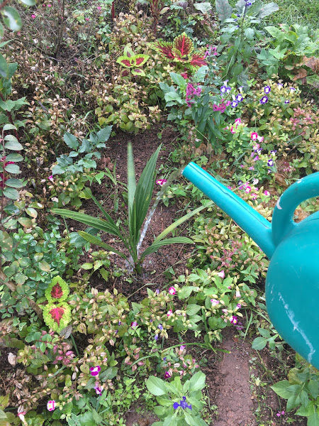 Guía de 9 Pasos para Cultivar una Planta de Palma Datilera a Partir de ...