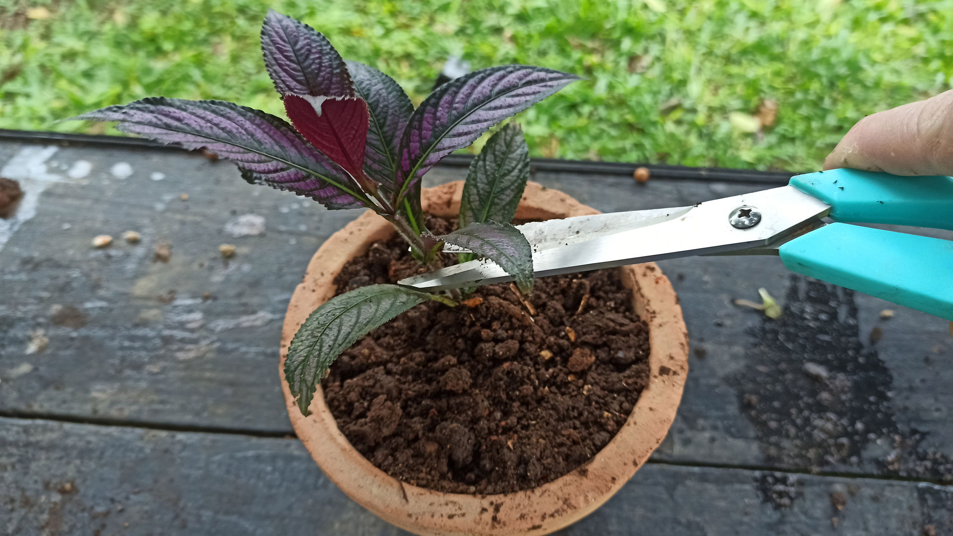 7 Facts About The Persian Shield Plant | homify