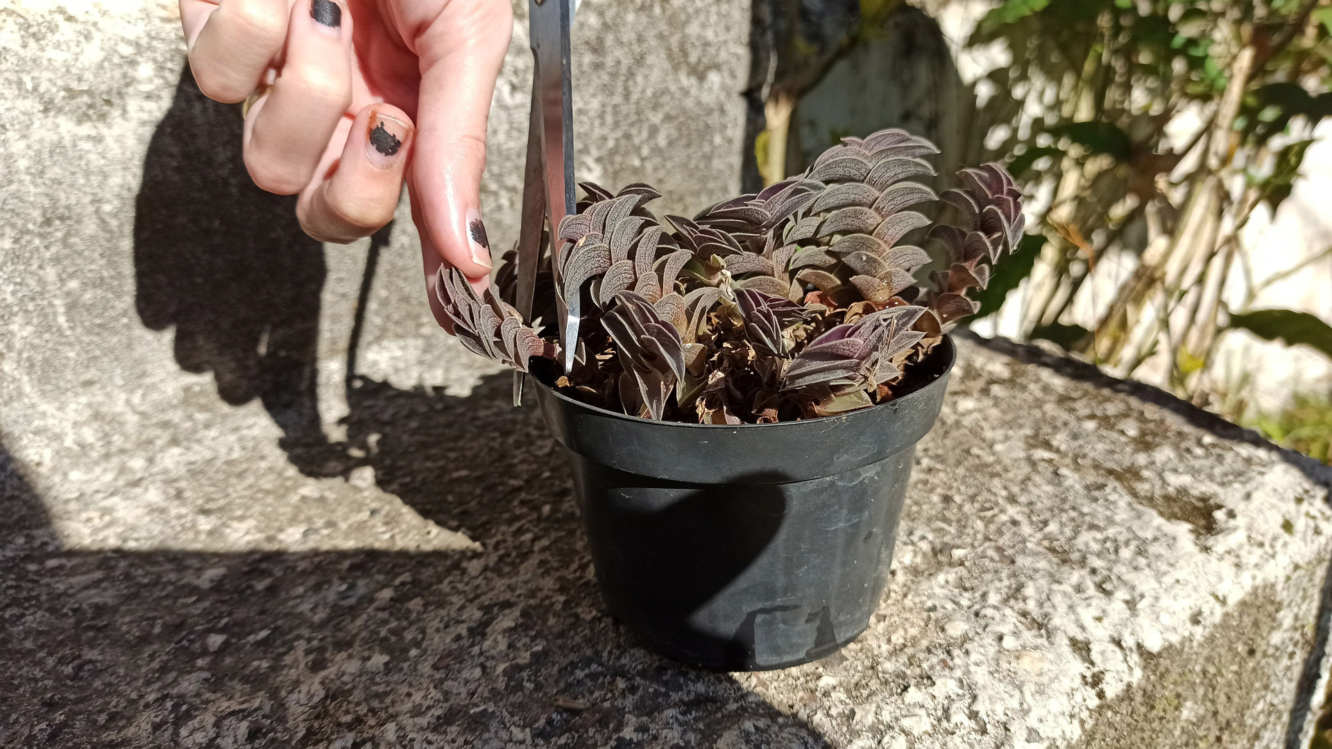 Tradescantia Navicularis Propagation