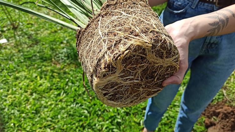 8 Maneras Fáciles de Cultivar un Lirio Persa | homify