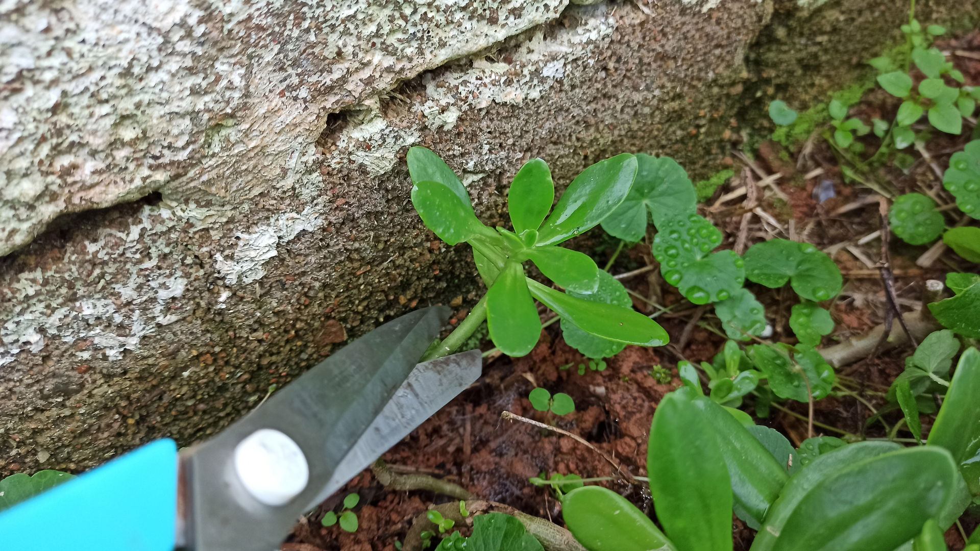 Tree Stonecrop Care | 7 Tips for Growing Tree Stonecrop Plants | homify