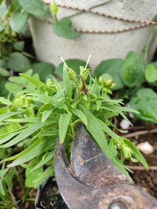 7 Formas para Cuidar la Planta Boca de Dragón | homify