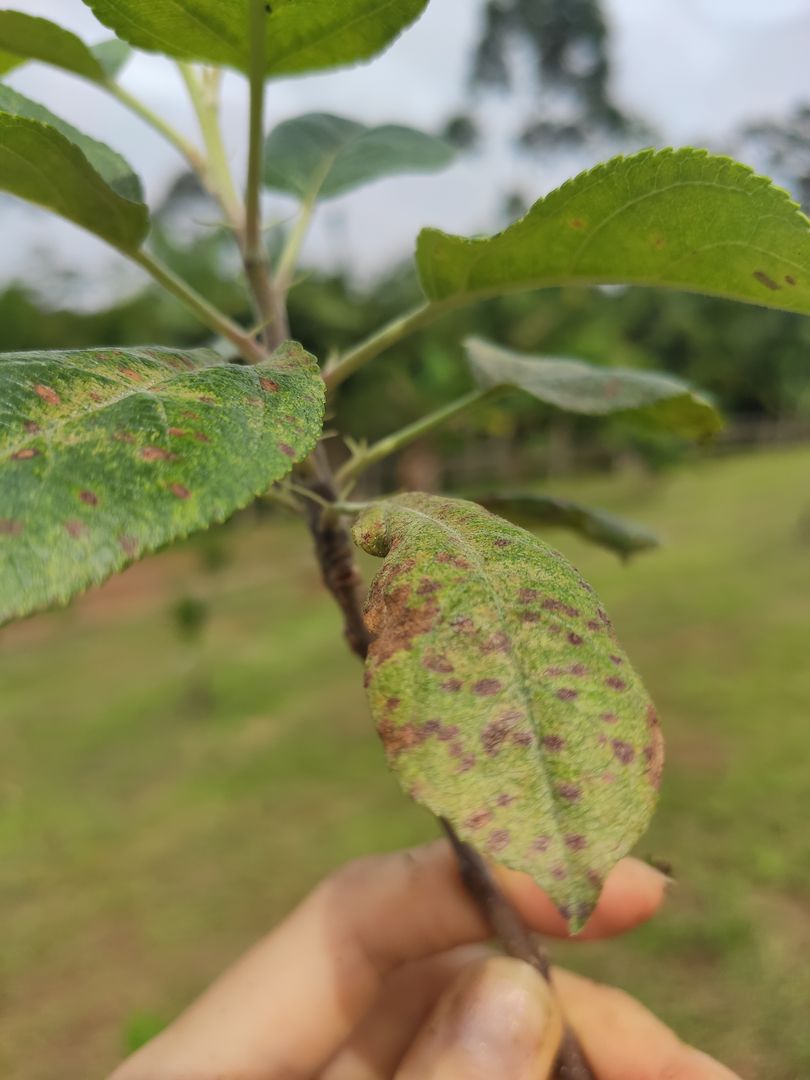 A Well-Detailed 8-Step Guide For Growing an Apple Tree | homify