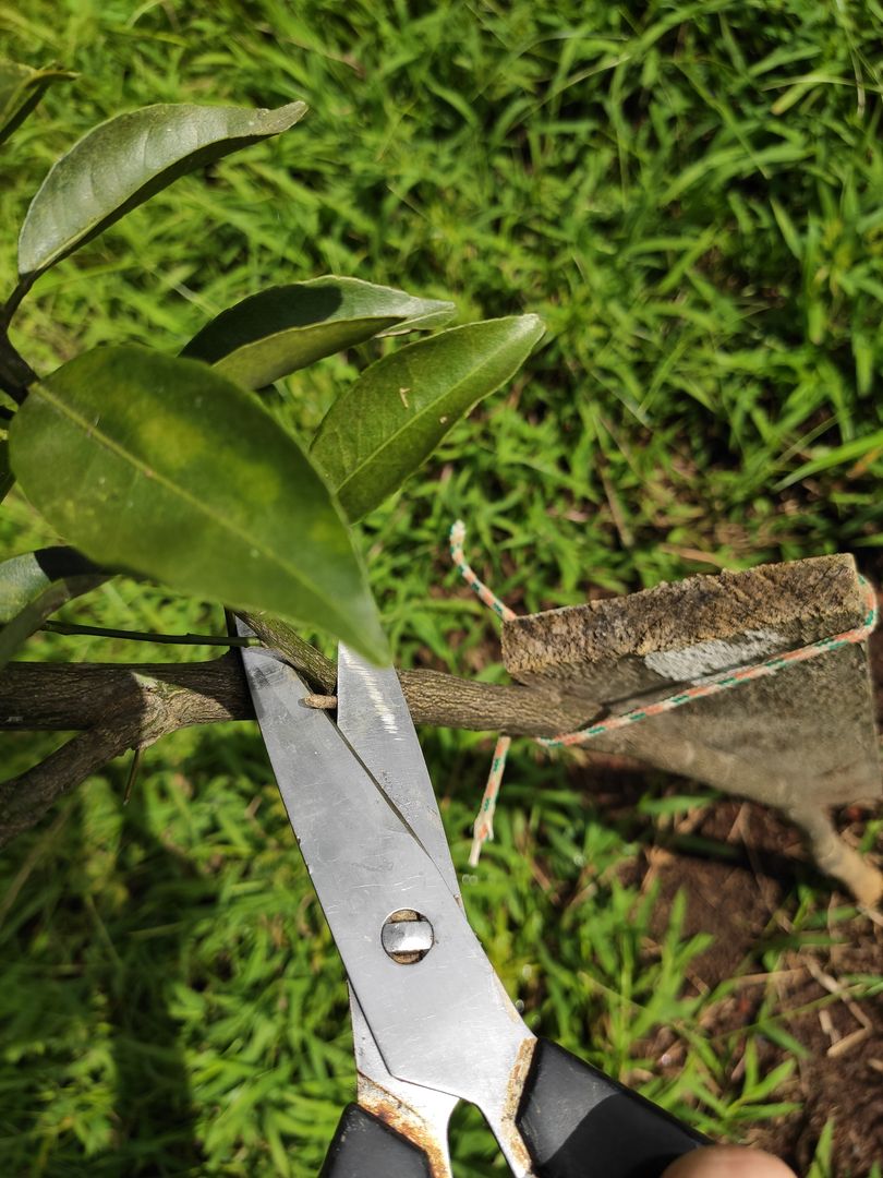 Arbol Mandarina Cuidados