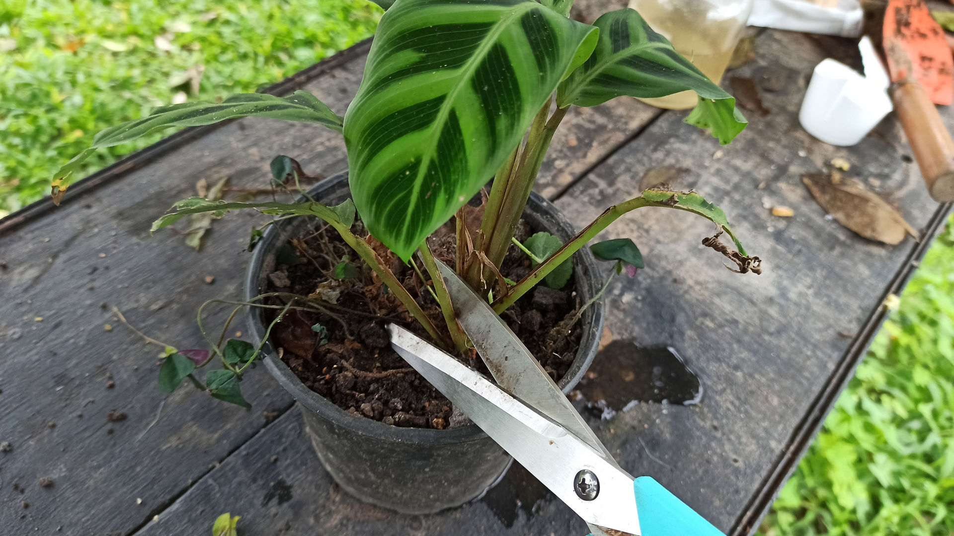 Cuidando Calathea Zebrina (Planta de Cebra): Una guía de 7 pasos | homify