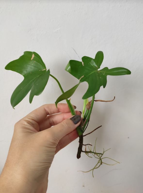 Cuidado de la Planta Filodendro: 6 Consejos que Debes Saber | homify