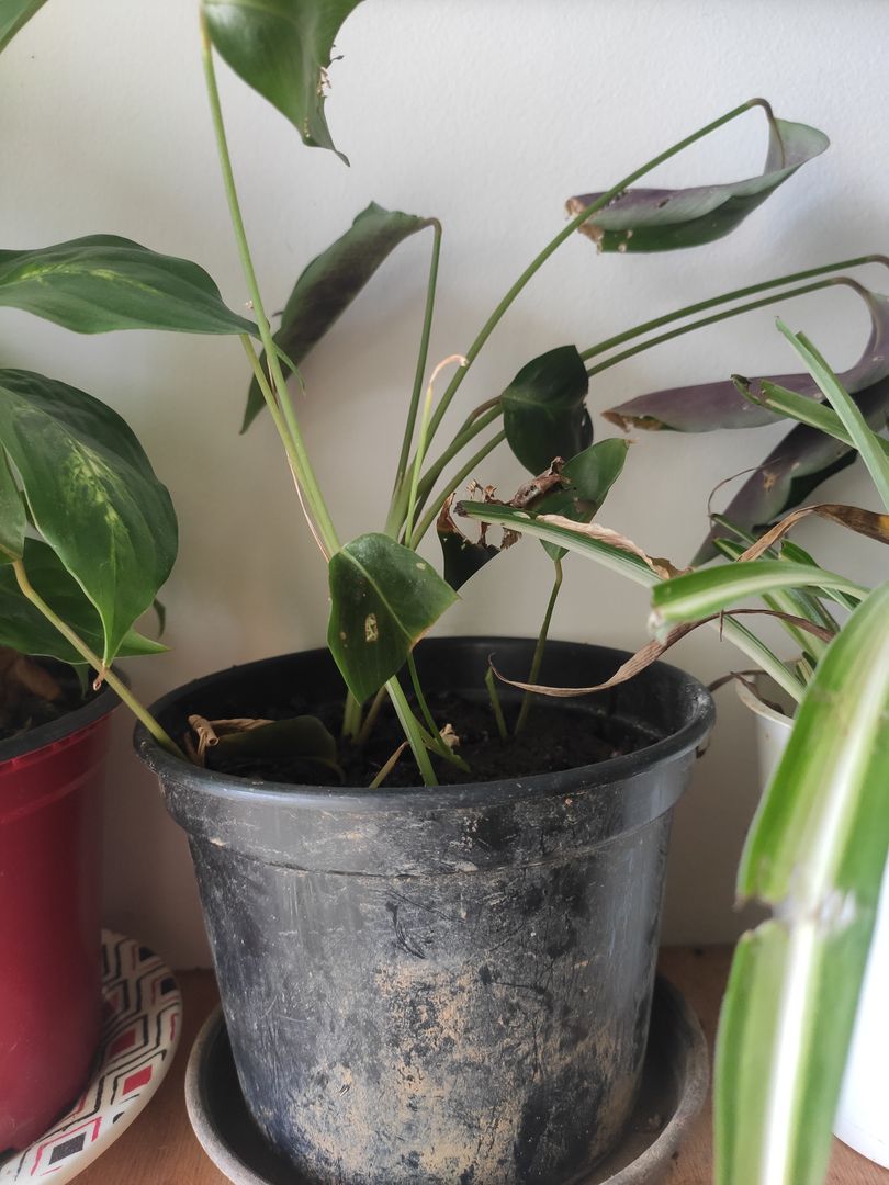 Cómo Trasplantar Correctamente una Planta en 9 Sencillos Pasos | homify