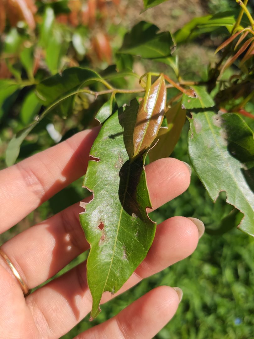 Hoe Kweek je een Lychee Boom in 6 Eenvoudige Stappen | homify