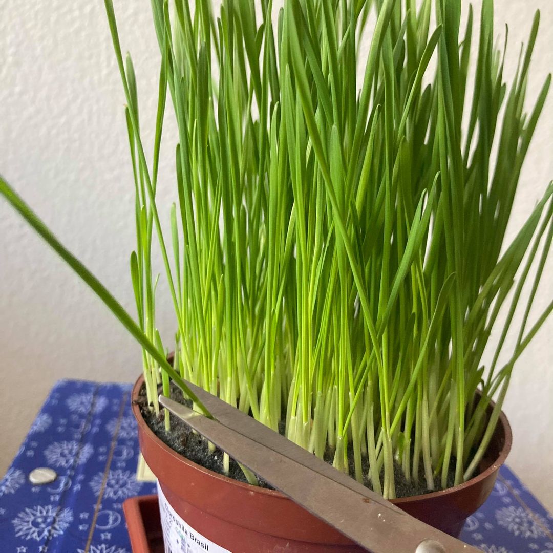 Plantas De Interior De Pasto De Trigo Pasto Vetiver | Planta Vetiver