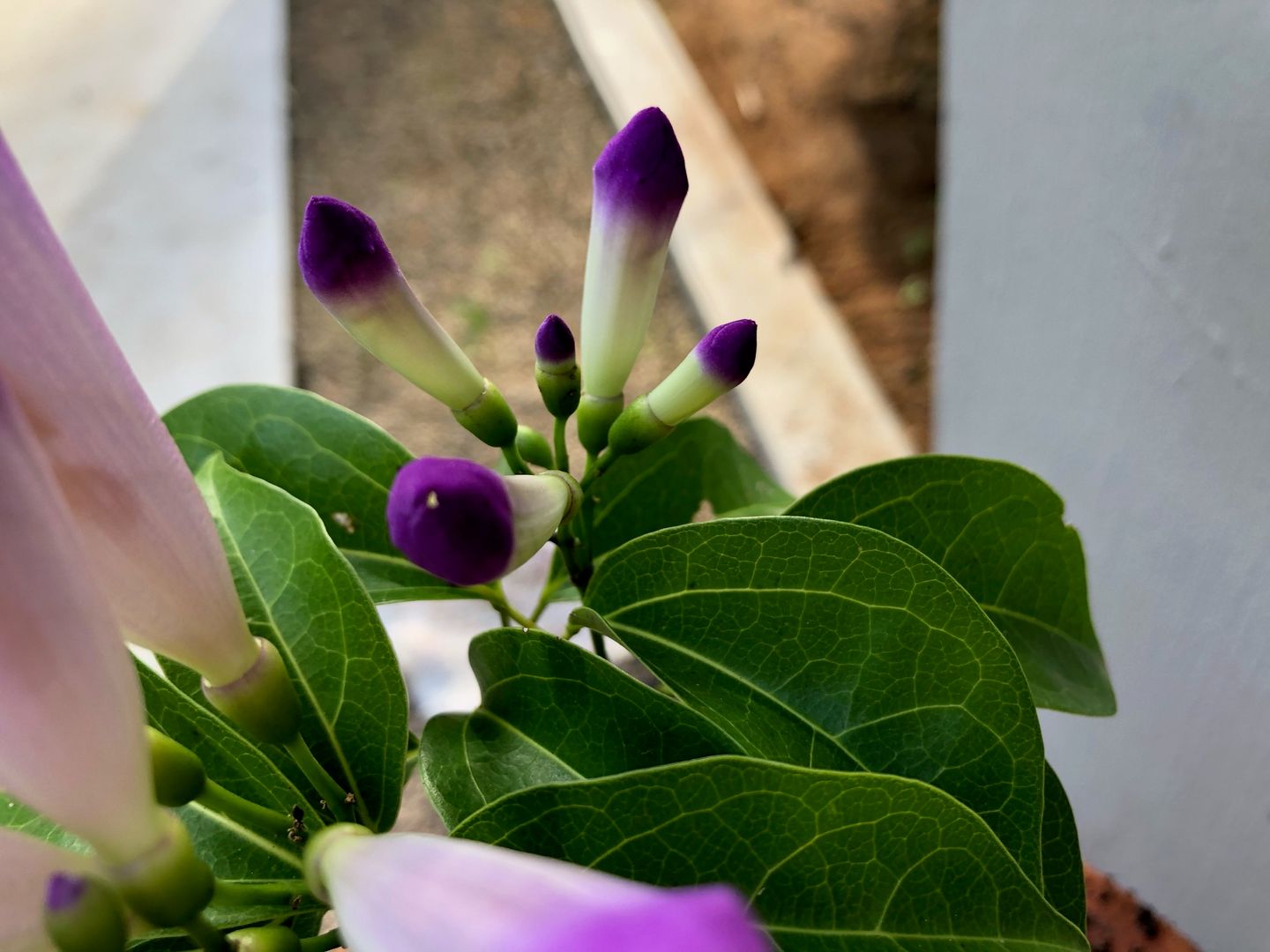 DIY Garlic Vine: How to Grow and Take Care of Garlic Vine in 5 Simple ...