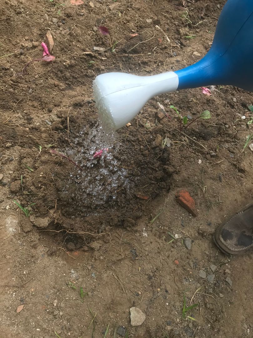 Les Meilleures Astuces pour Cultiver la Betterave - Culture Pousse de ...