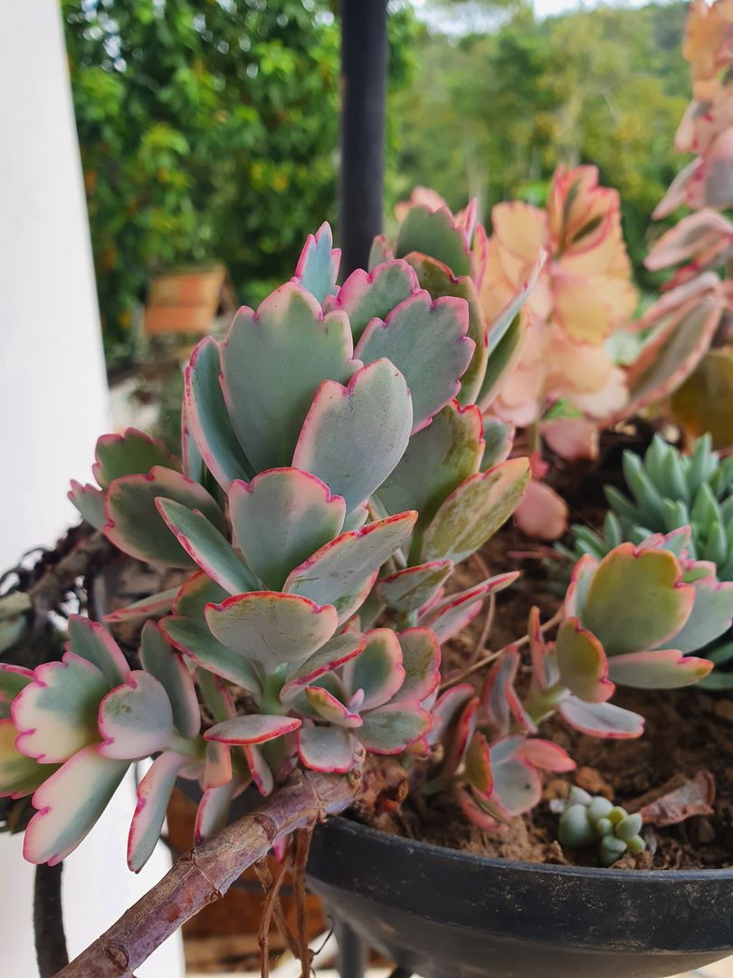 Suculenta Kalanchoe Kalanchoe Luciae How To Grow & Care