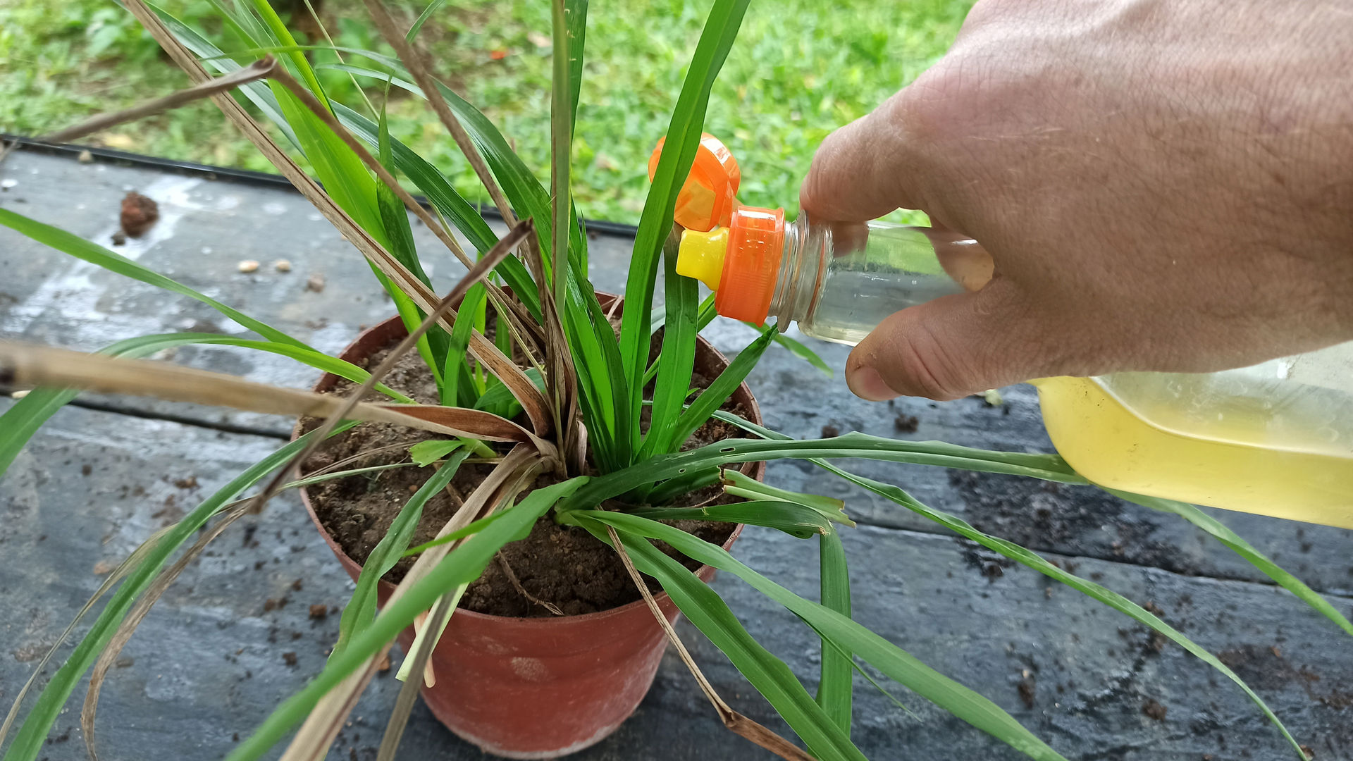 Come Coltivare La Pianta Di Citronella Citronella: Cos'è, Proprietà