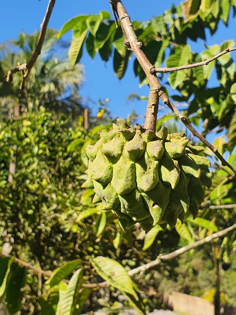 Como Cuidar da Planta de Cherimóia em 6 Passos Simples – Guia Completo ...