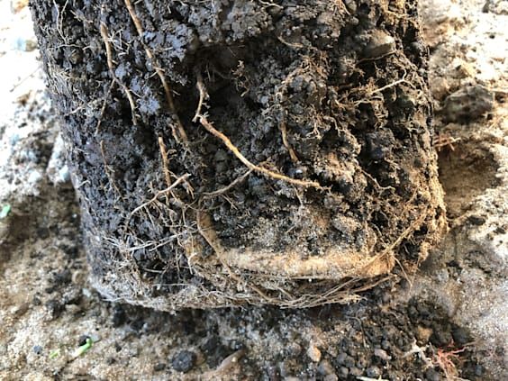 5 Cosas Importantes sobre el Árbol Dorado o Árbol Lluvia de Oro | homify