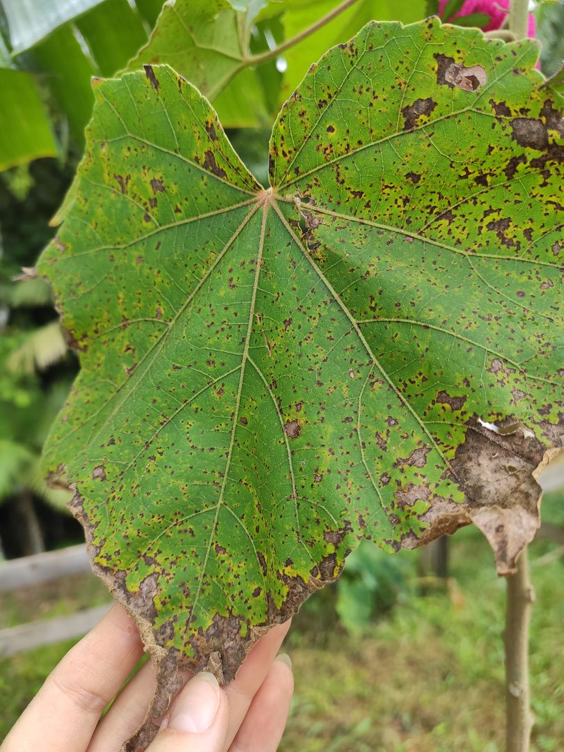 Como Cuidar de Rosa-Louca | 7 Dicas Para Se Dar Bem Com a Hibiscus ...