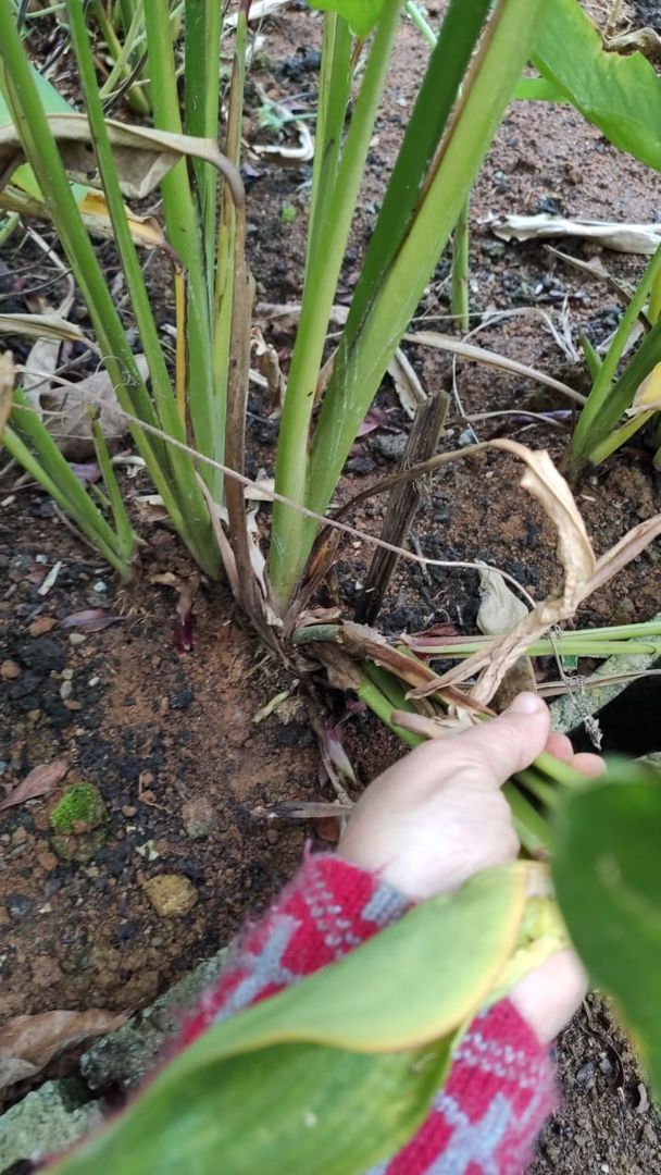 Jardinagem DIY | Como Cultivar Araruta em 6 Passos Fáceis [+ Dicas e ...