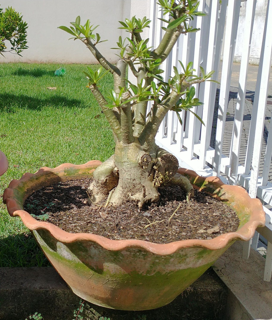 Hoe Woestijnroos op 7 Manieren te Verzorgen? | homify