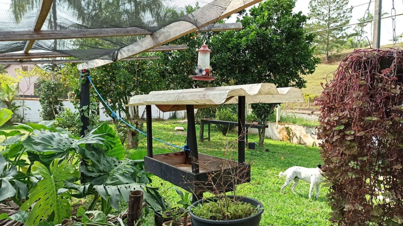 Cómo Atraer Mariposas a tu Jardín en 7 Sencillos Pasos | homify