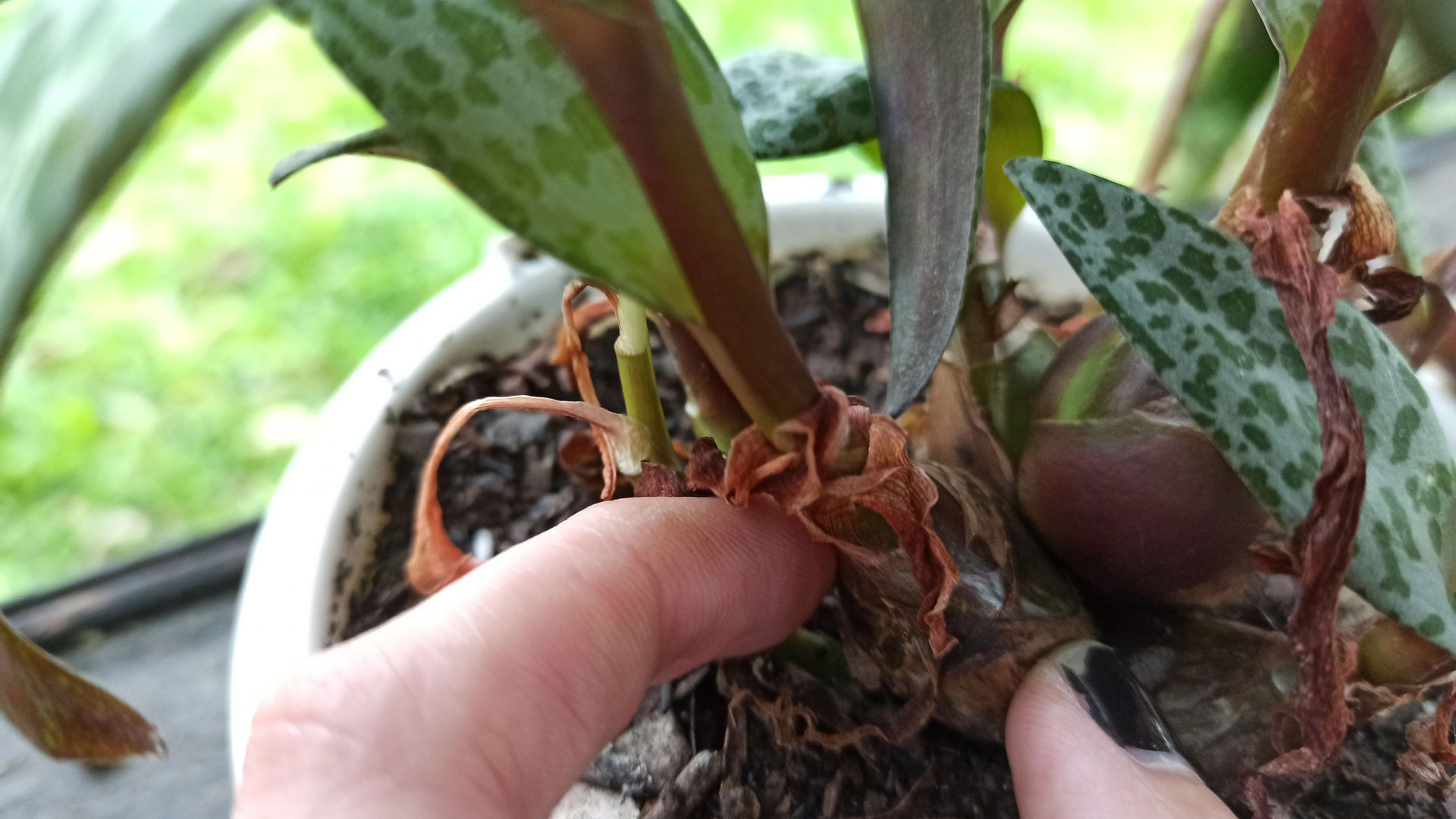 DIY: Cómo Cultivar Ledebouria Socialis: 6 consejos de cuidado | homify