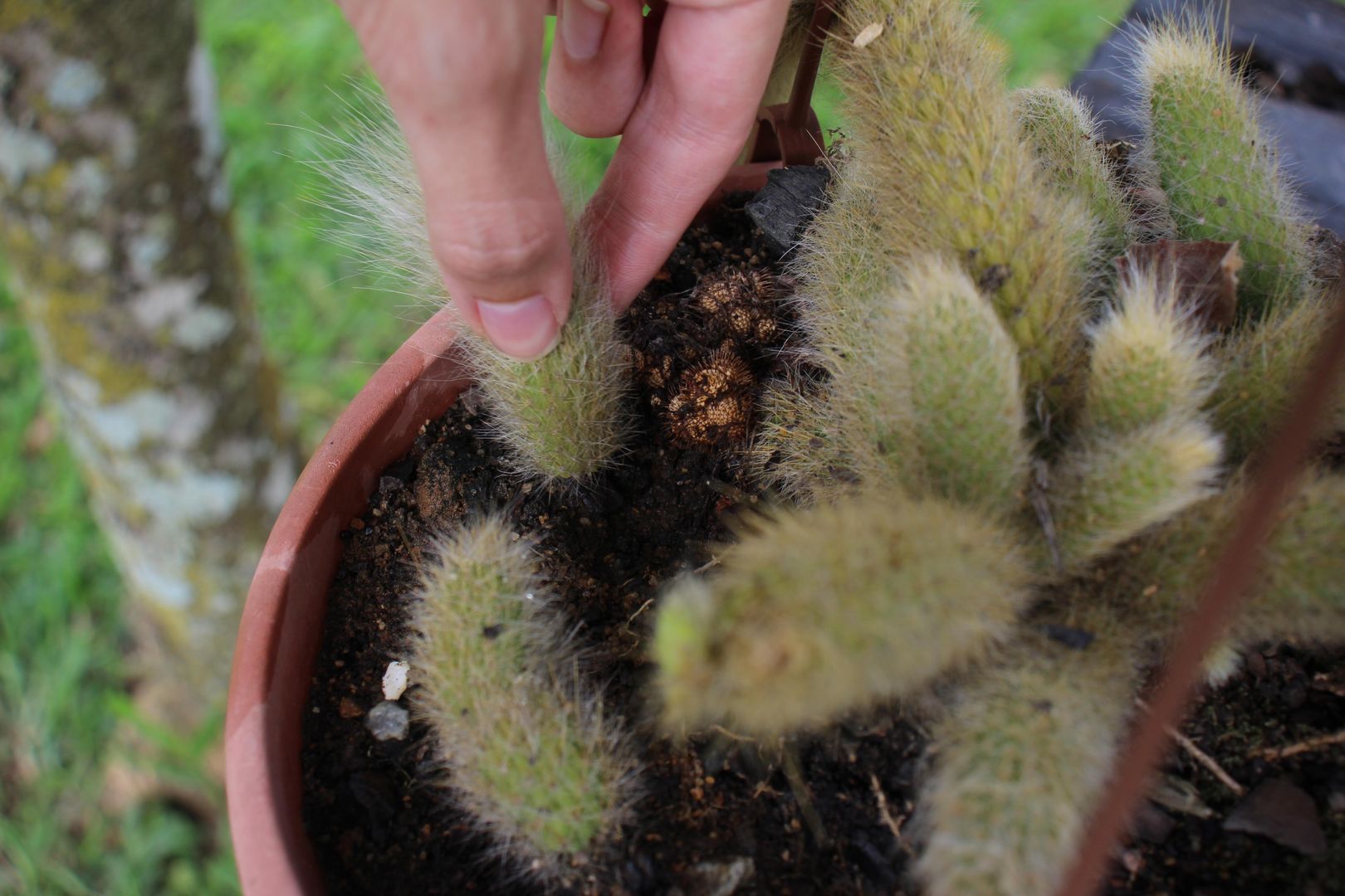 Affenschwanz | 8 Dinge, die du über diesen Kaktus wissen solltest | homify