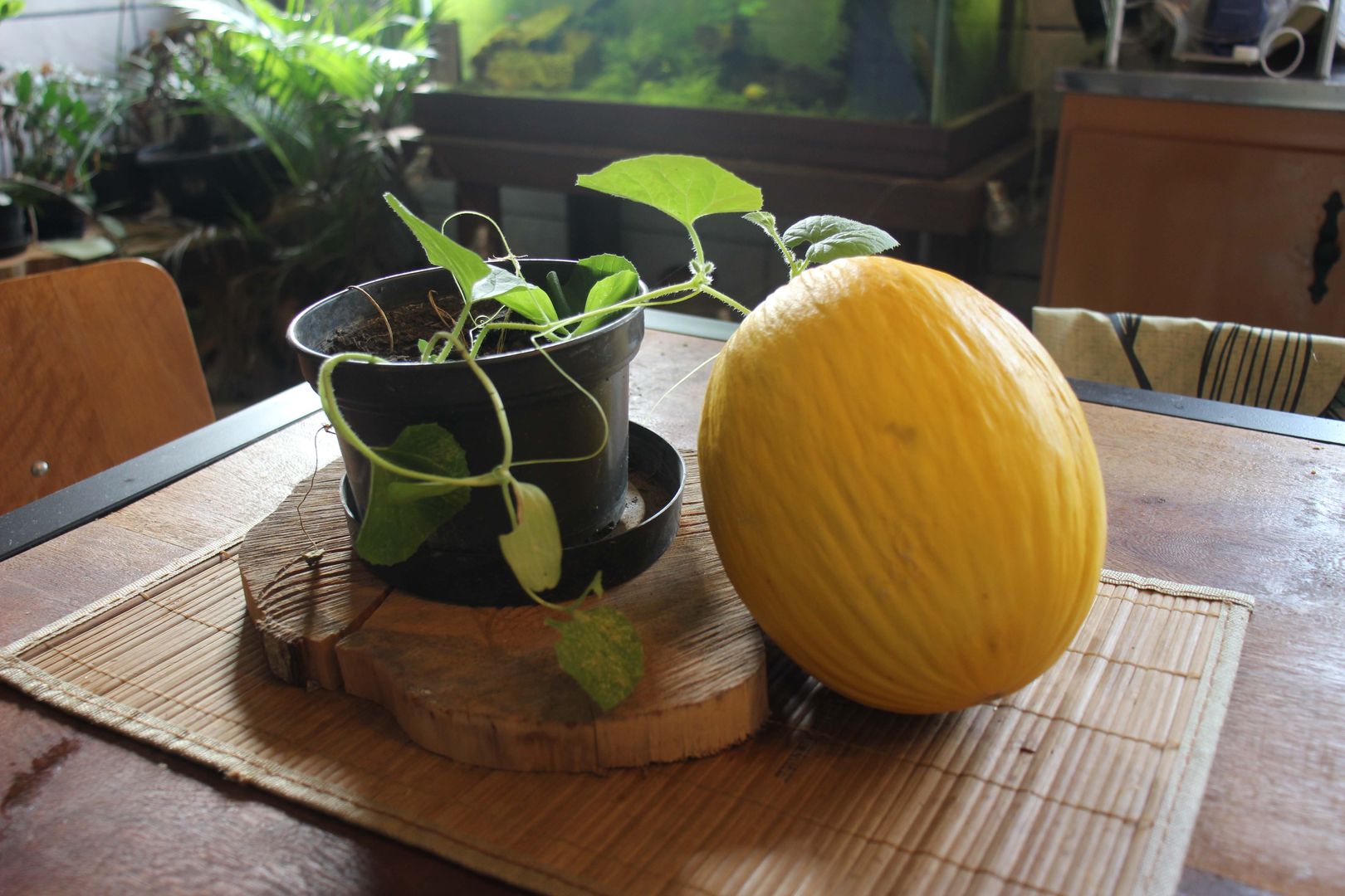 How to Grow Canary Melon in 6 Steps | homify