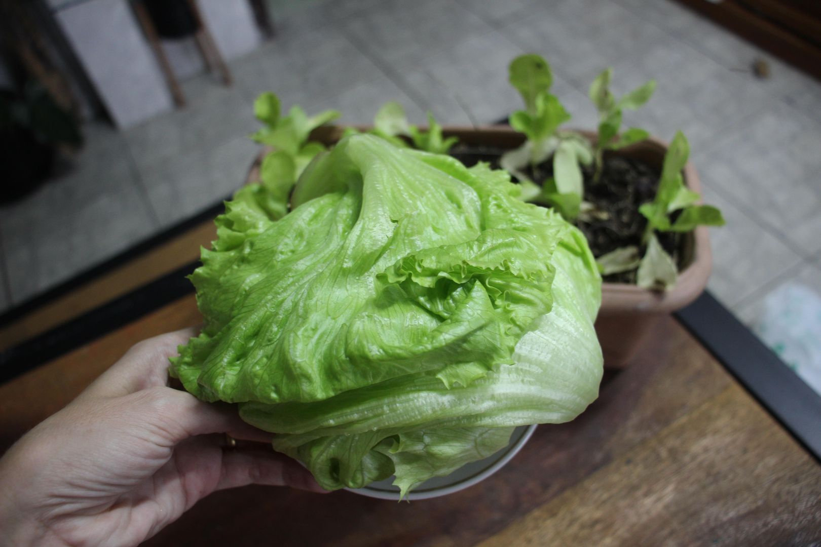 Growing Head Lettuce Iceberg How To Grow Lettuce: Plant And Care For
