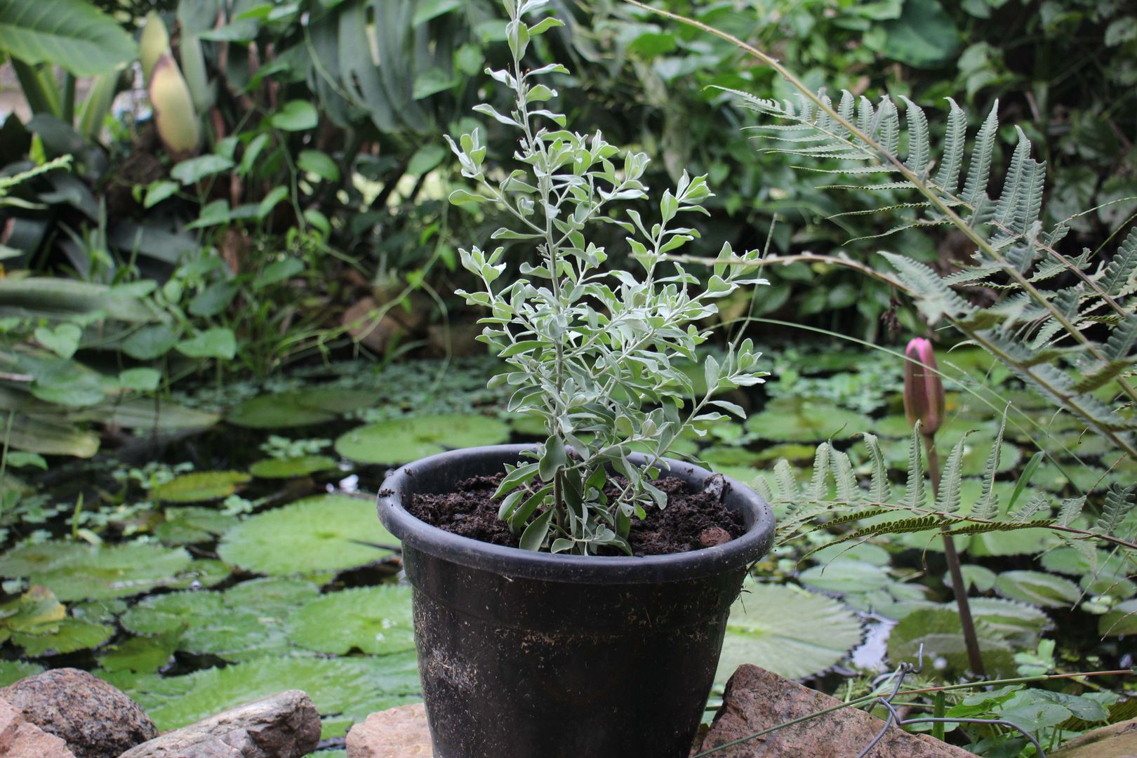 7 DIY Tips on How to Grow and Care for Leucophyllum frutescens (Texas ...