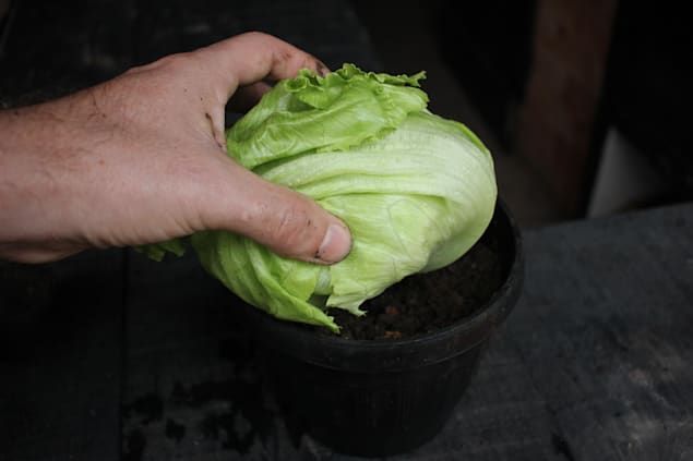 8 Dicas para Cultivar Alface Iceberg no Jardim | homify