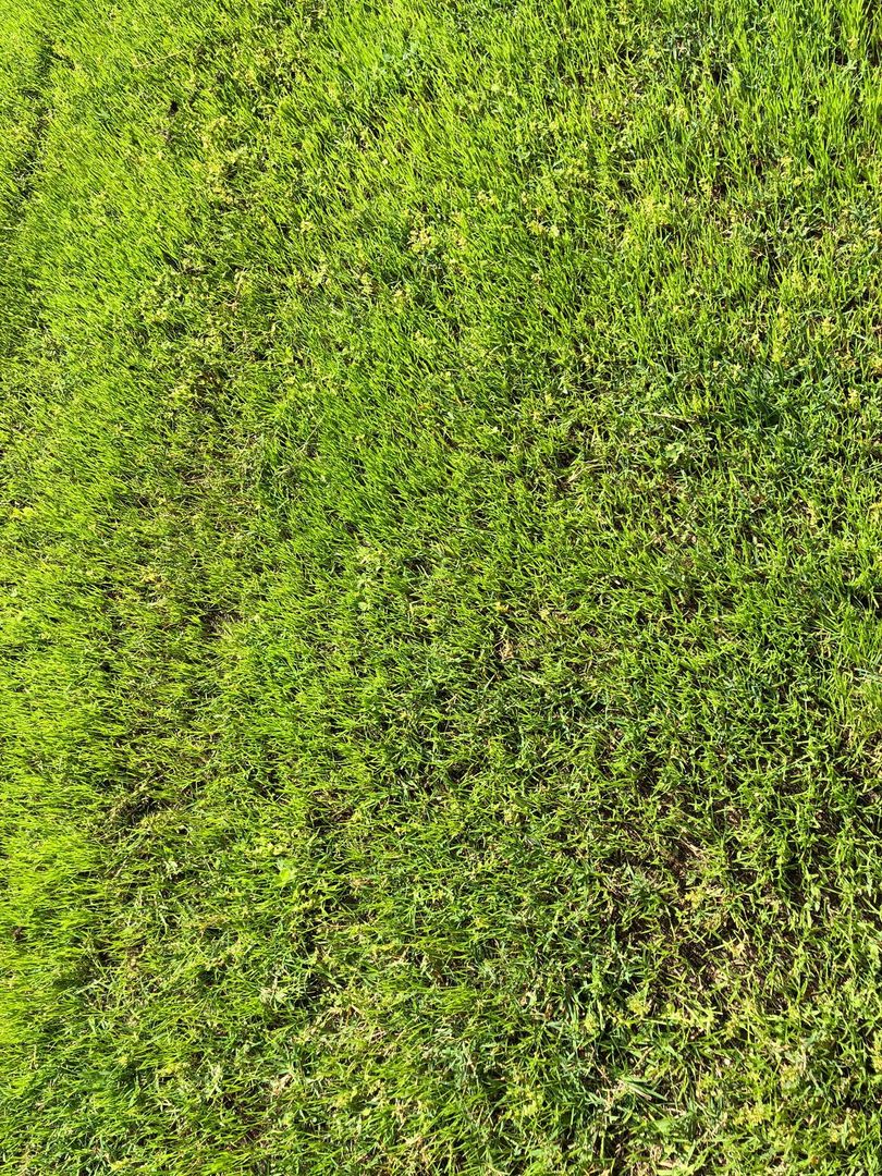 Dicas de Reparação de Relvado | Como Tratar e Manter Relvado de Casa ...
