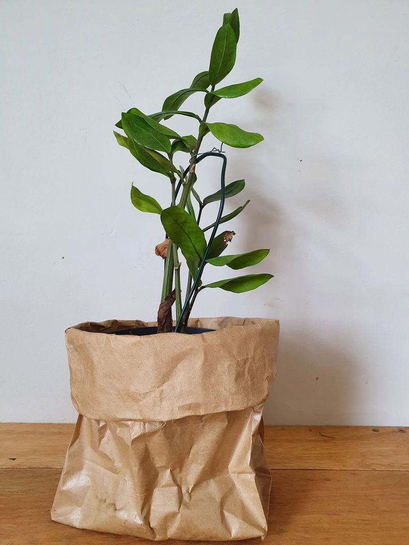 Jardinagem DIY | Como Cuidar de Planta ZZ [2 Métodos Fáceis + Dicas de ...