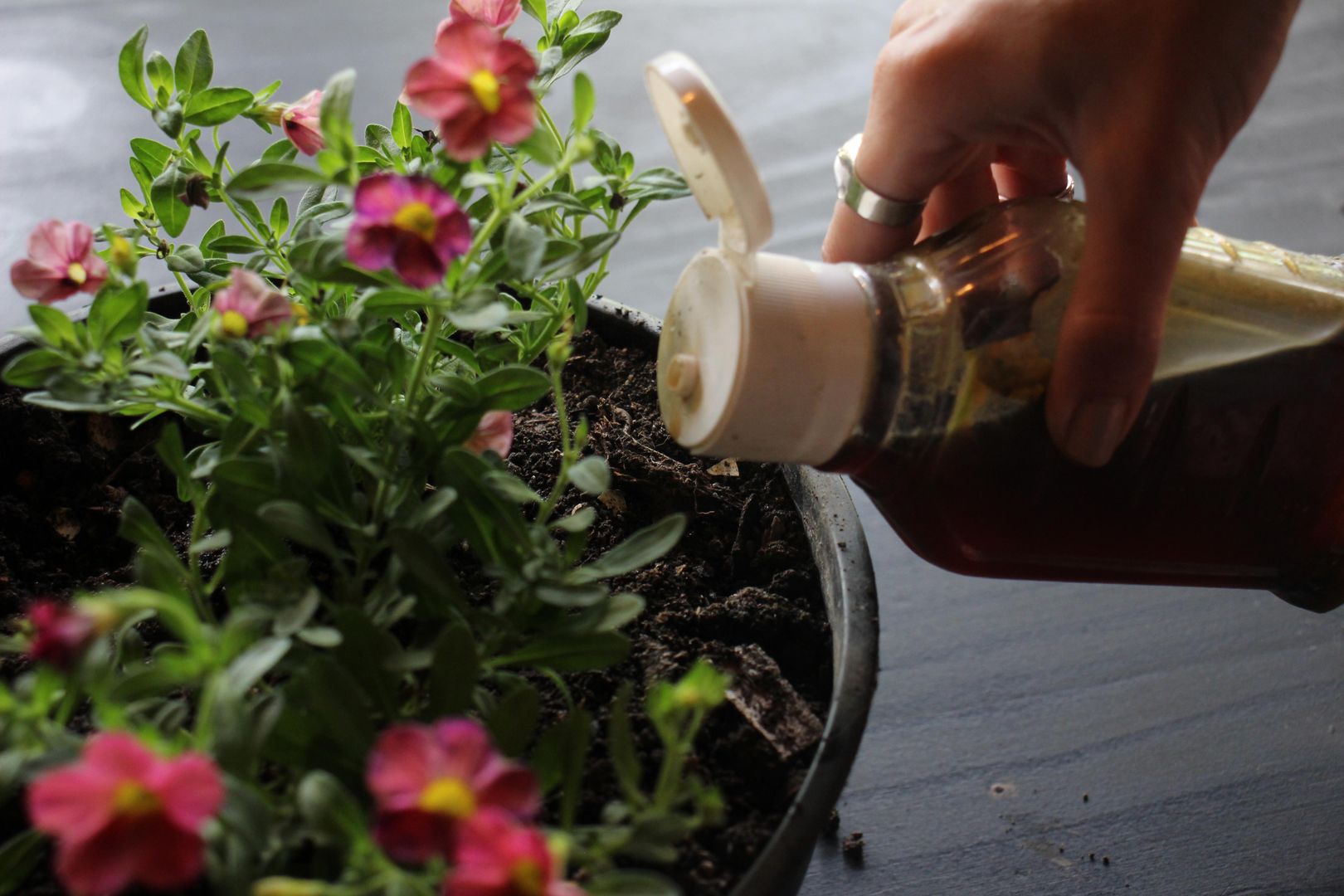 Growing Calibrachoa or Million Bells? These Care Tips Will Guide You ...