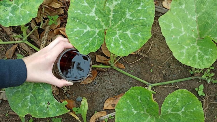 Como Plantar Curgete em 7 Passos | Cuidados a Ter com Curgete | homify