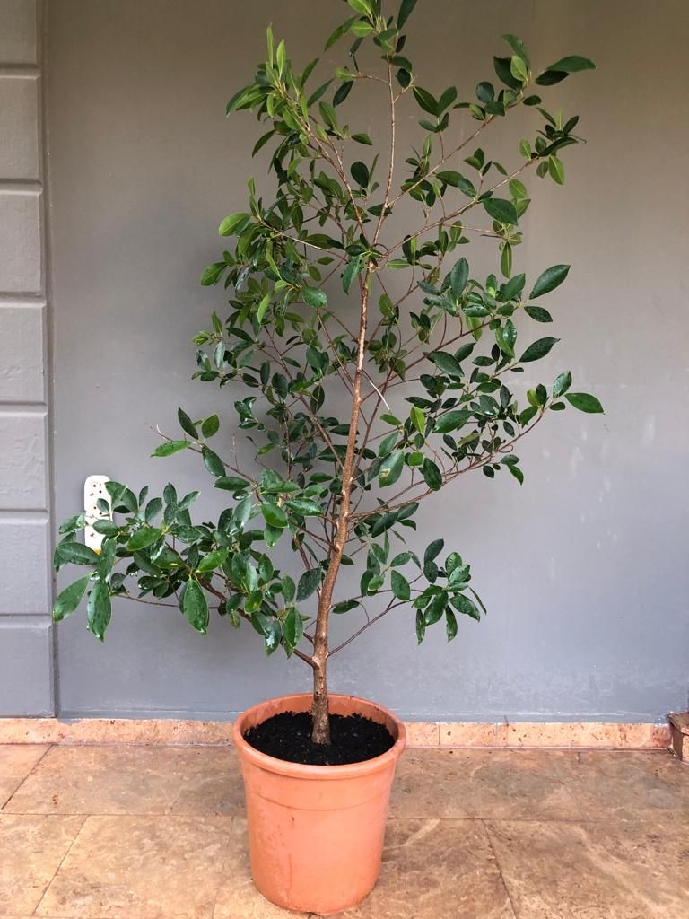 Cómo Trasplantar una Planta en 13 Sencillos Pasos l DIY Jardinería | homify