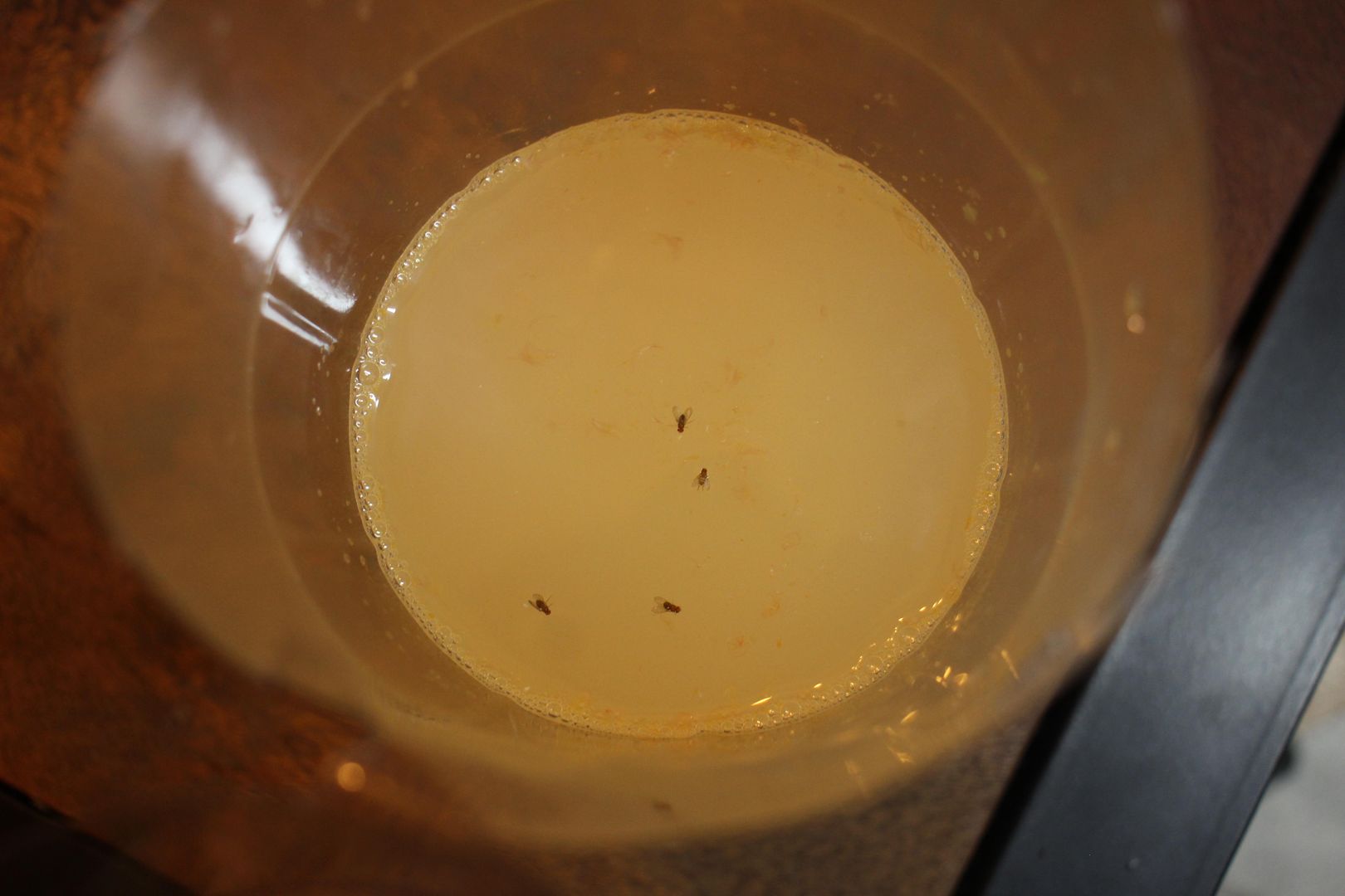 Piège à Mouches à Fruits Faits Maison en 7 Étapes Simples! | homify