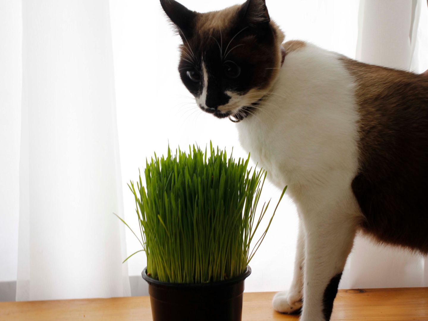 Grama de Gato: Como Fazer Grama de Gato em Casa em 5 Passos | homify