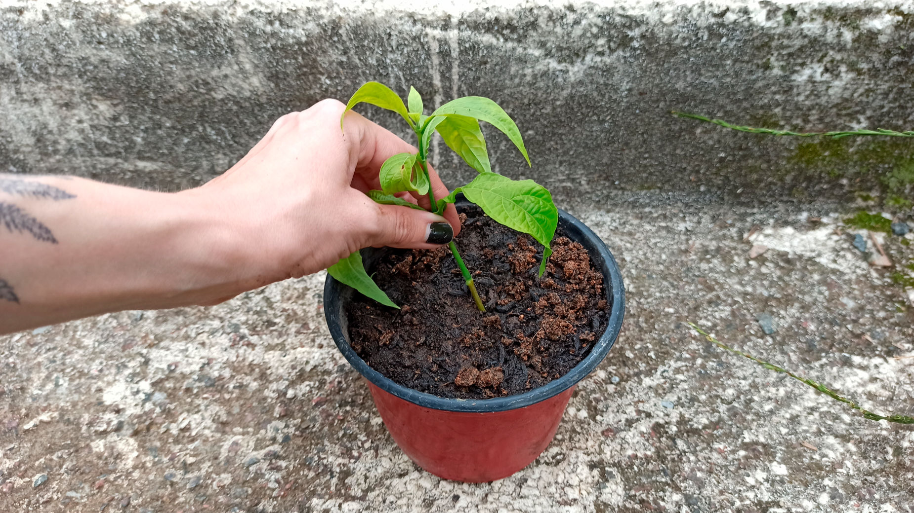 Cuidados de la flor exótica de la Planta Camarón: 8 trucos | homify