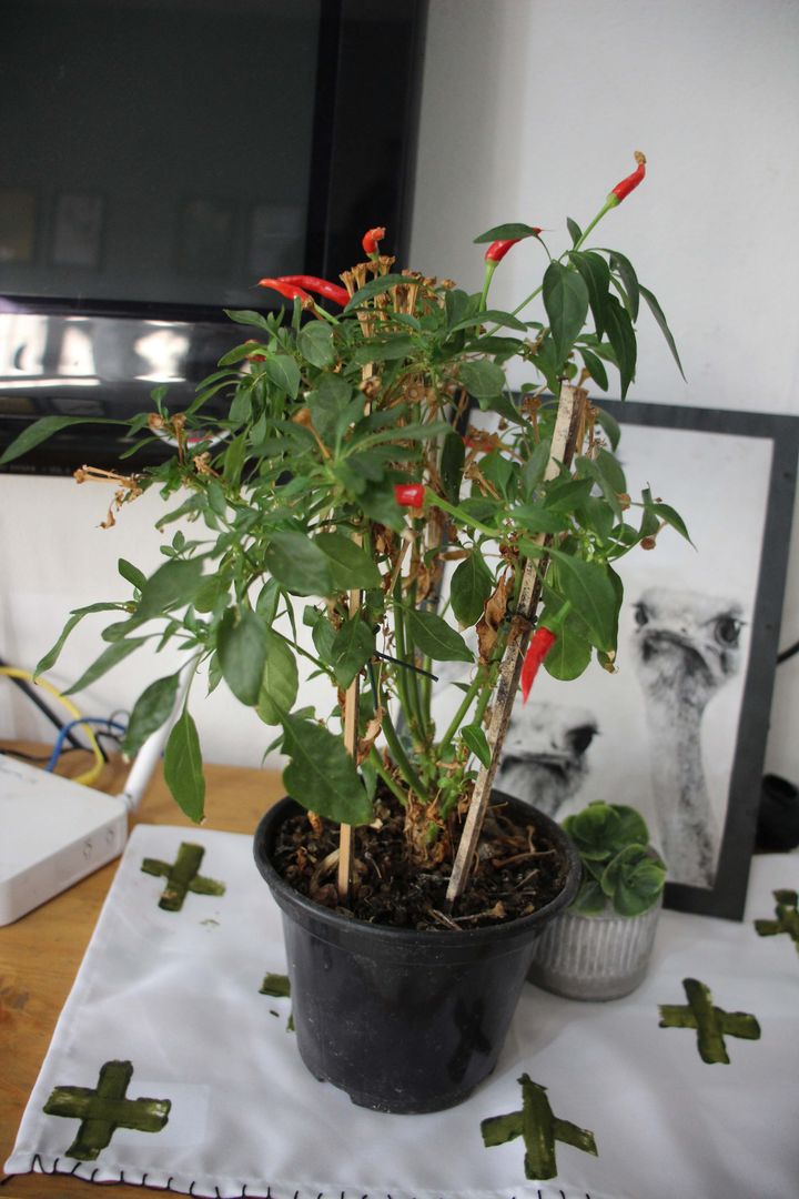 Come coltivare i peperoni in 11 step | homify