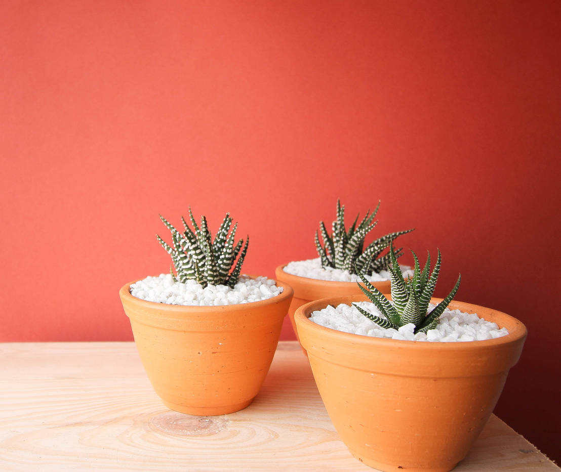 Individual Plants | homify