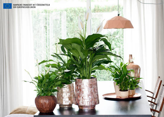 Plantas da sorte - Quais são? Como cuidar? | homify