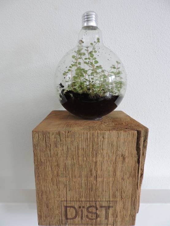 Terrário Fechado: Guia Completo + Dicas de Como Montar um Terrário ...